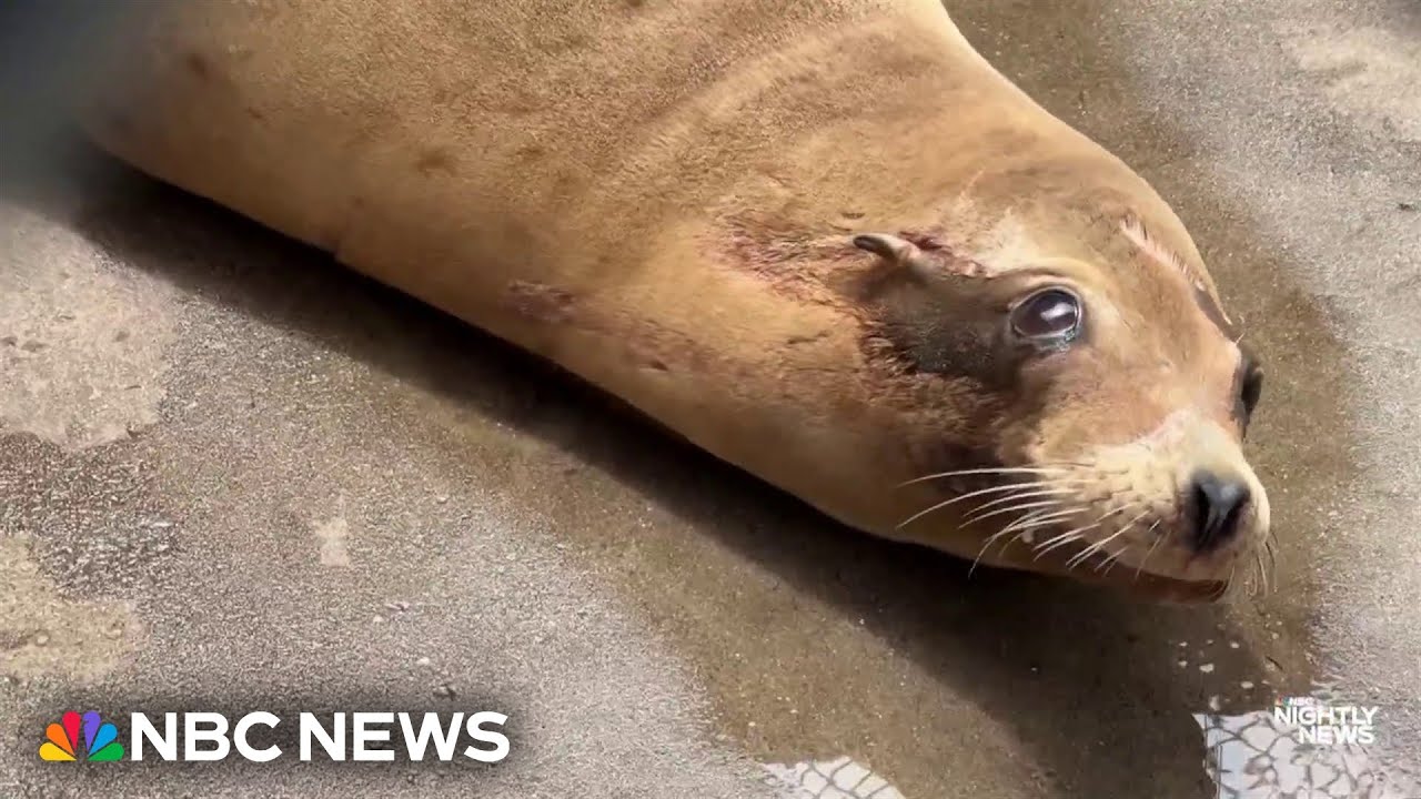 Researchers investigate dozens of sick sea lions along California coast ...