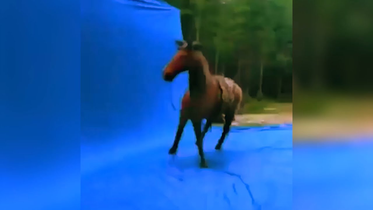 Flying horse meme - YouTube