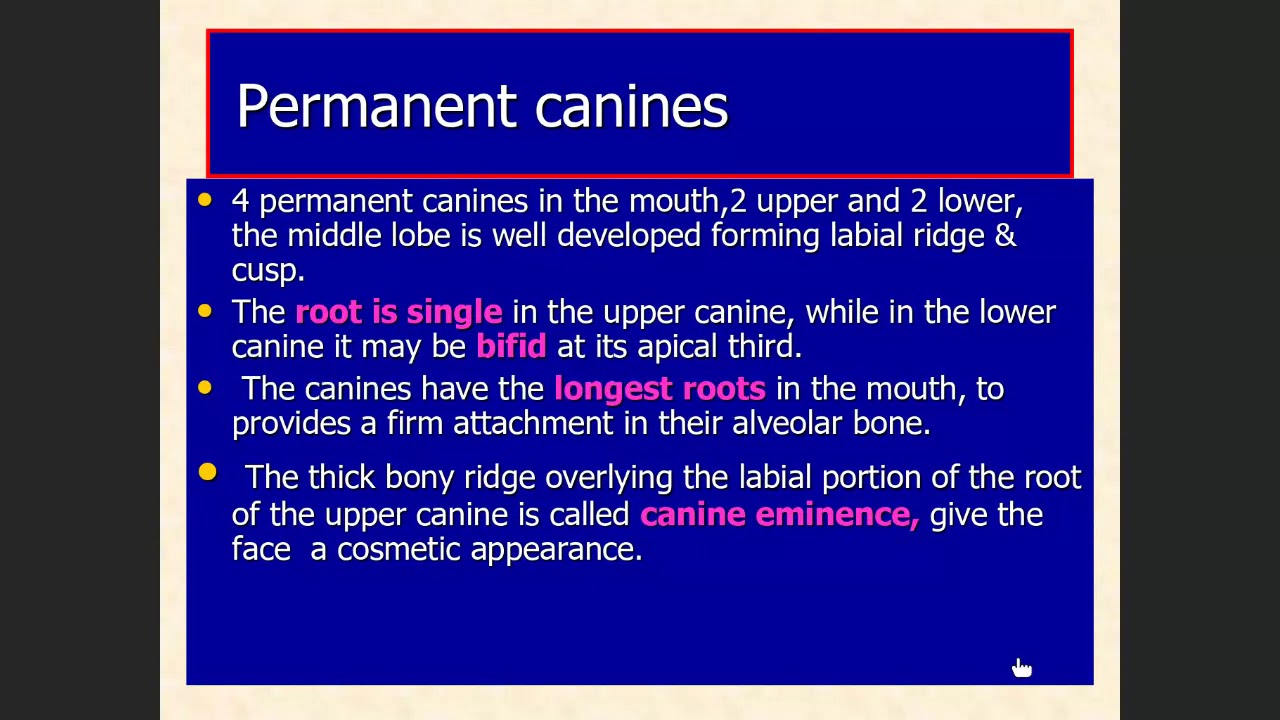 UPPER CANINE - YouTube