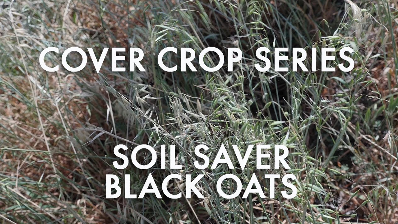 Cover Crop Series: Soil Saver Black Oats - YouTube