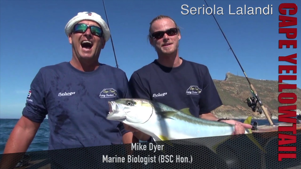 Species | Cape Yellow Tail - YouTube