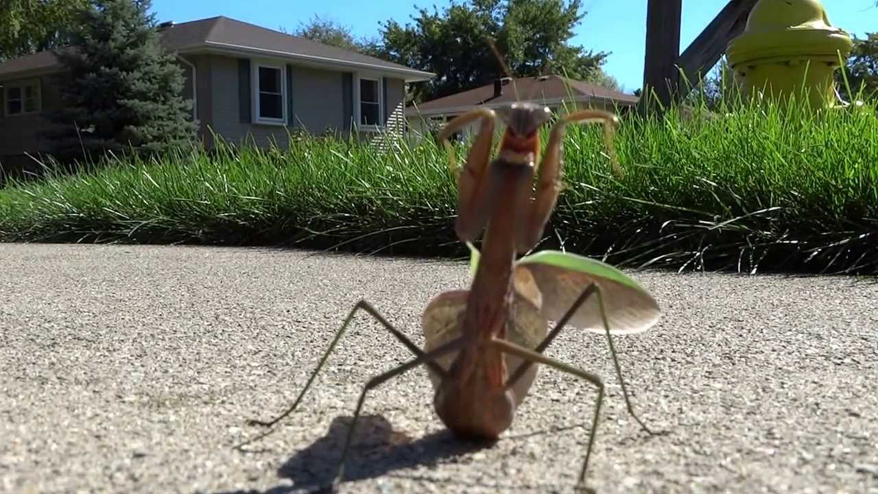 Angry Praying Mantis - YouTube