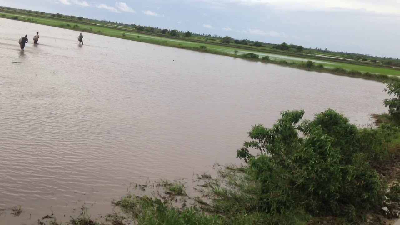 Rice planting in Guyana - YouTube