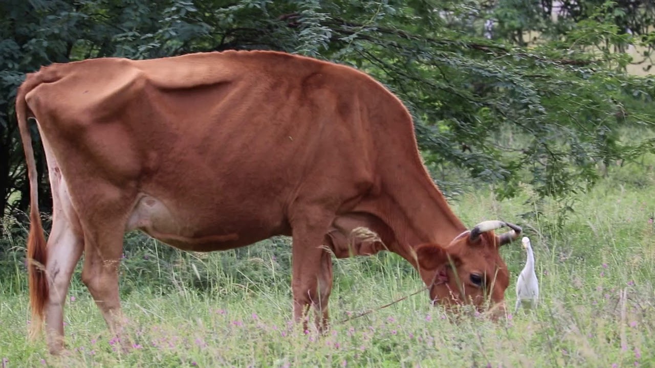 The creeping crane along with the cow | Beautiful Village cow with ...