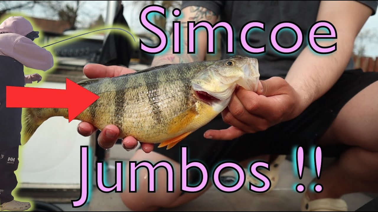 Lake Simcoe Jumbo Perch - Spring Time Perch Fishing (LIMIT CAUGHT ...