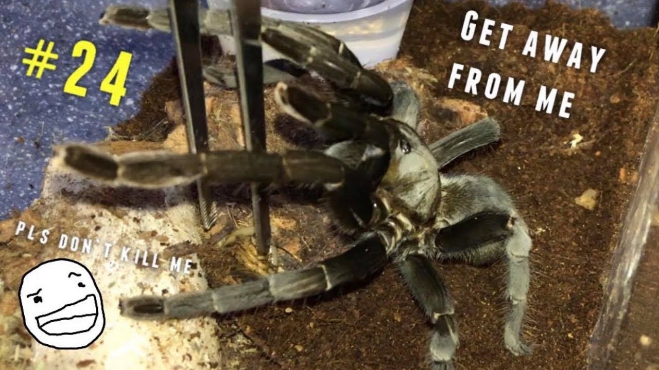 Tarantula Feeding Video #24 [Part 1] ~ THREAT POSTURES 101 !!! - YouTube