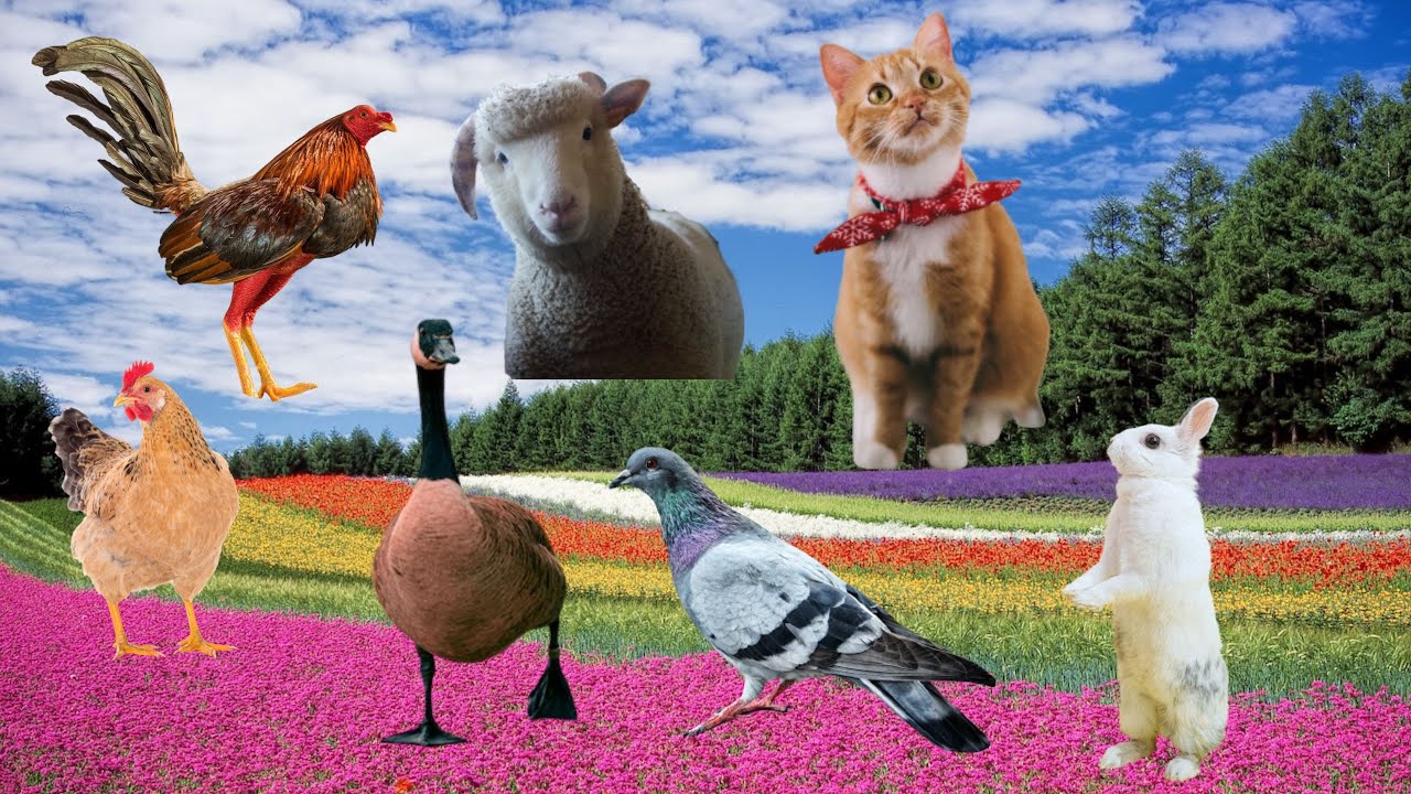 Cute Animal : Chicken, Roaster, Duck, Sheep, Cat, Pig, Pigeon, Rabbit ...
