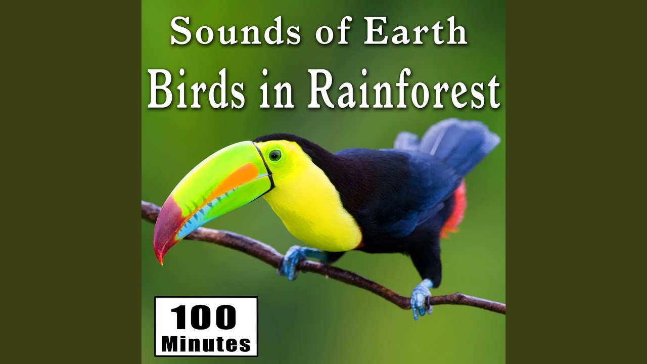 Bright Rainforest Bird Song with Insects (Rain Forest Ambience Sound ...