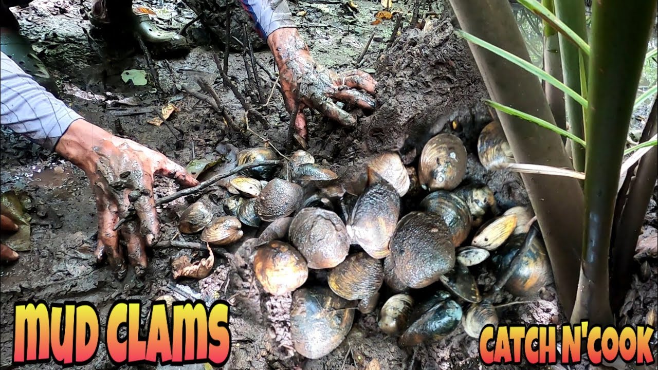 Forage Mud Clam Shell in the Middle of the Mangrove| Forage and Cook ...