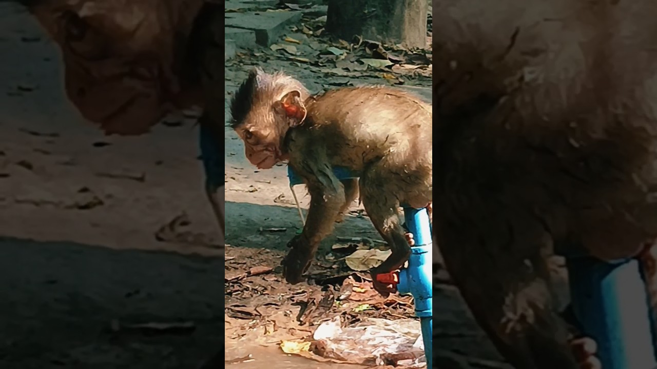 Small monkey eating water 😋 - YouTube