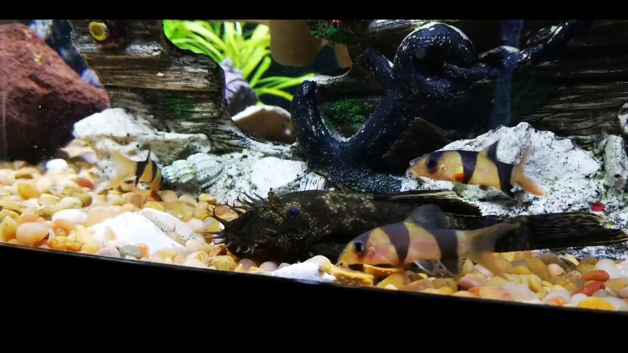 Clown Loaches & Pleco Eating - YouTube