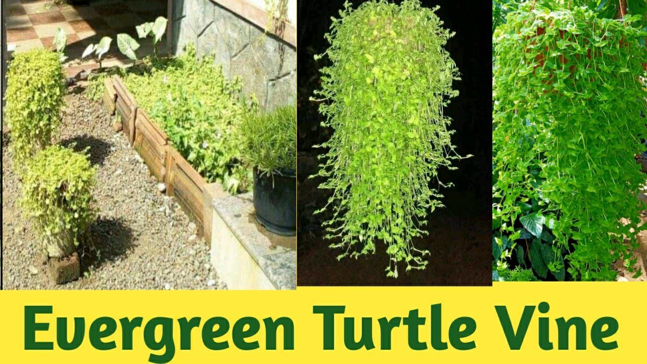 Fast Growing Hanging Plant Evergreen Turtle Vine Care And fast-growing-hanging-plant-evergreen-turtle-vine-care-and