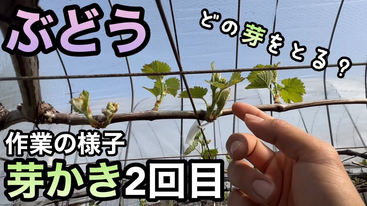 ぶどうの芽かきシーズンの2回目実践編〜主芽と副芽の選択と必要な芽の数を把握する作業〜2023 04 15 Youtube