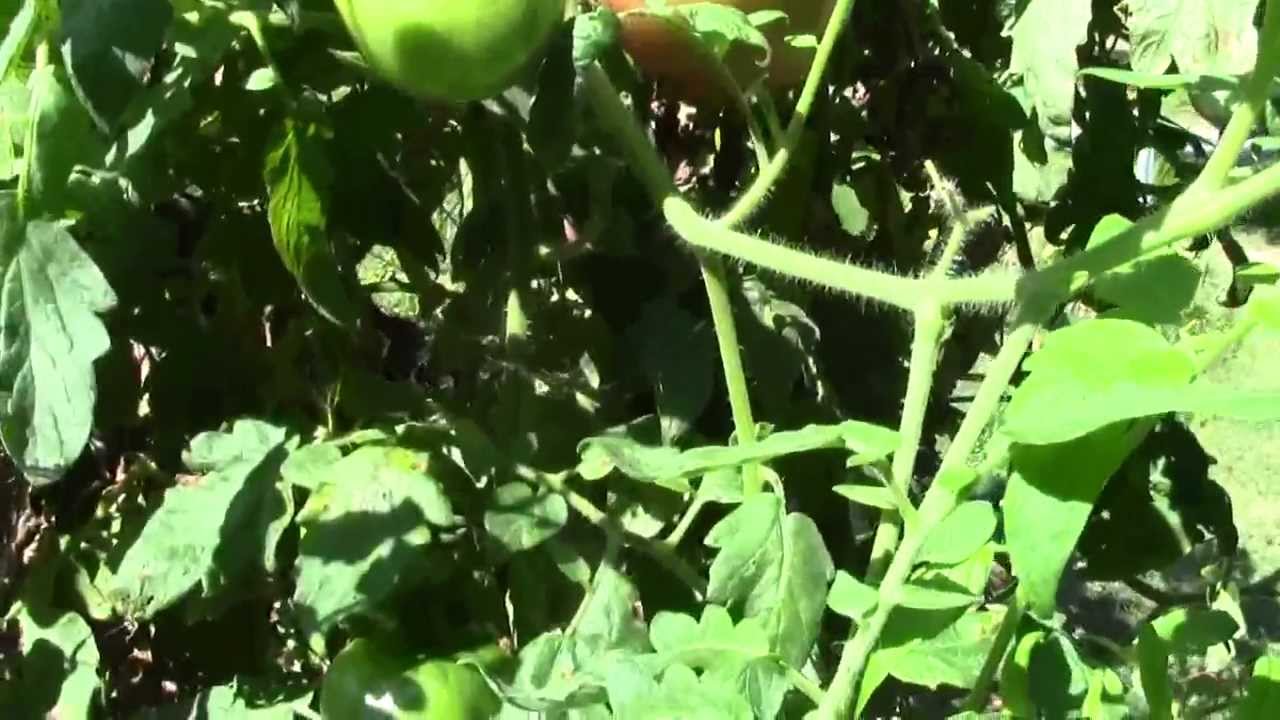 FALL TOMATOES HOW WE GET THEM 9-30-12 - YouTube