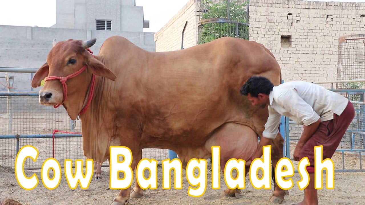 Big Cow 🐄 | Cow Bangladesh | Cow India | Cow World Episode - 125 - YouTube