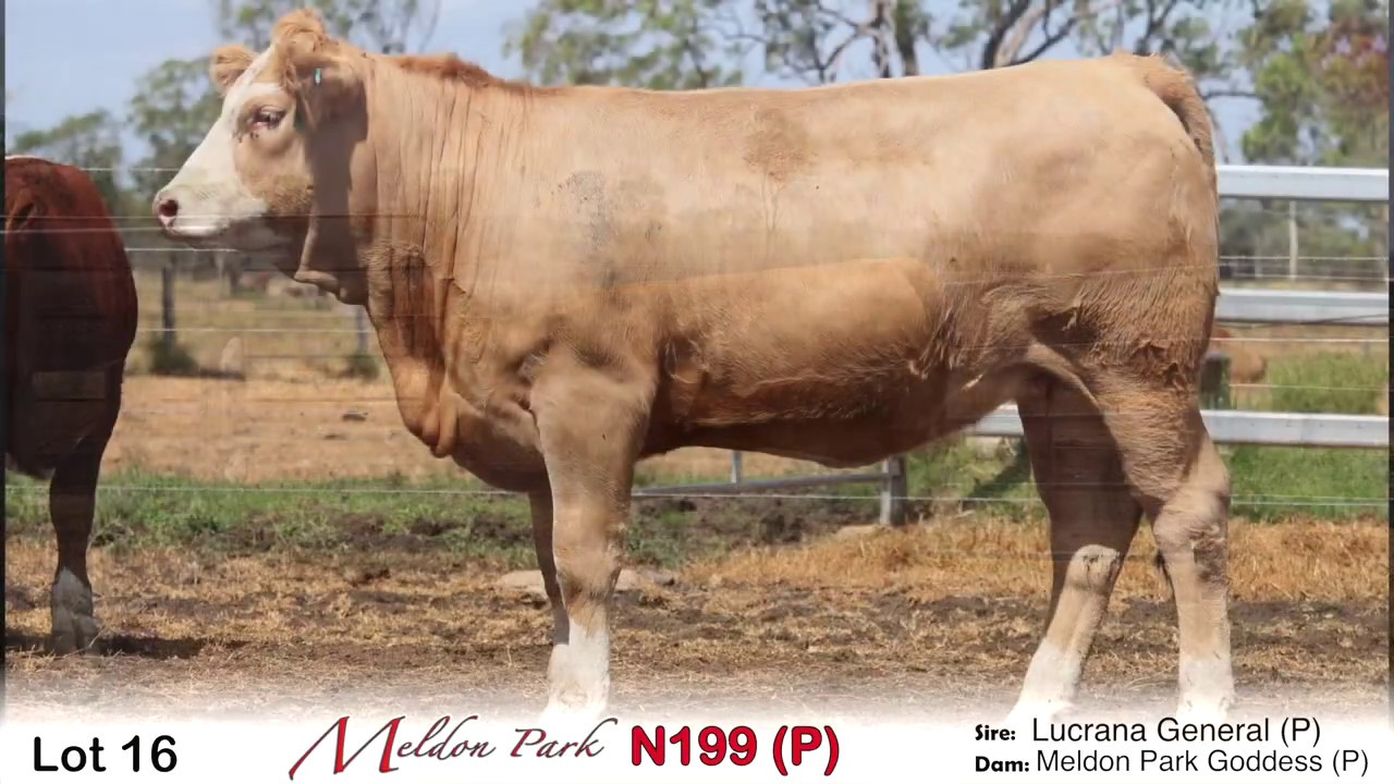 Lot 16 Meldon Park N199 P - YouTube