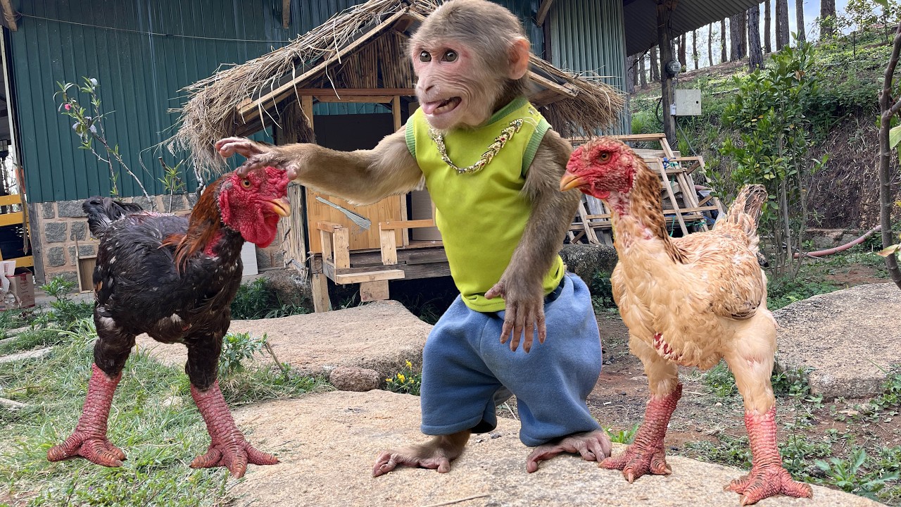 Surprise! Smart Monkey Max has a new friend 🐥🐥🐥 - YouTube