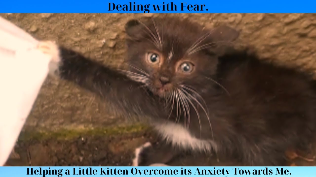 Dealing with Fear. Helping a Little Kitten Overcome its Anxiety Towards ...