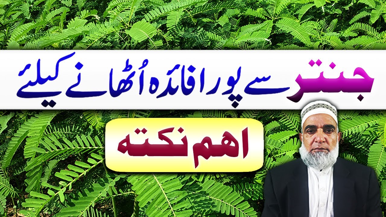 Important Tips for making better green manure of Jantar || Crop ...