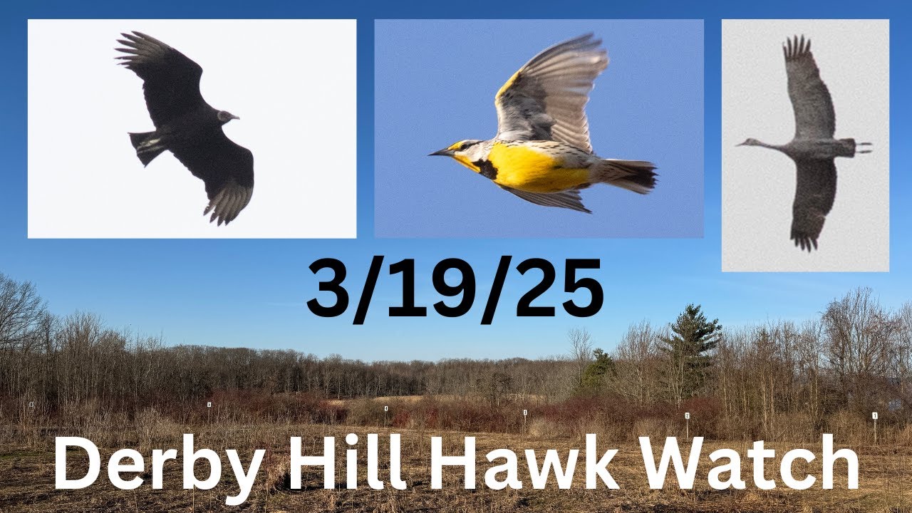 [19] 2,300+ Raptors, Black Vultures, 'Lesser' Sandhill Crane at the ...