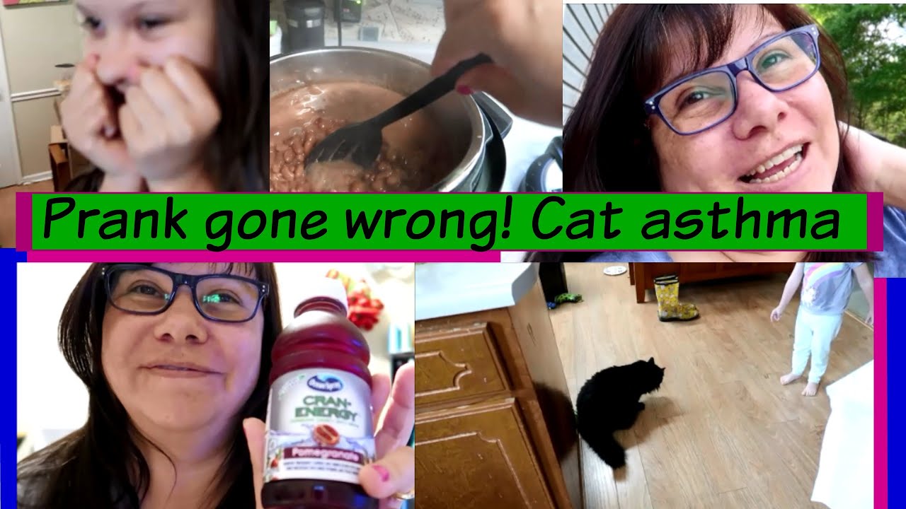 Pranks gone wrong, Cat asthma, Pintos and more! - YouTube