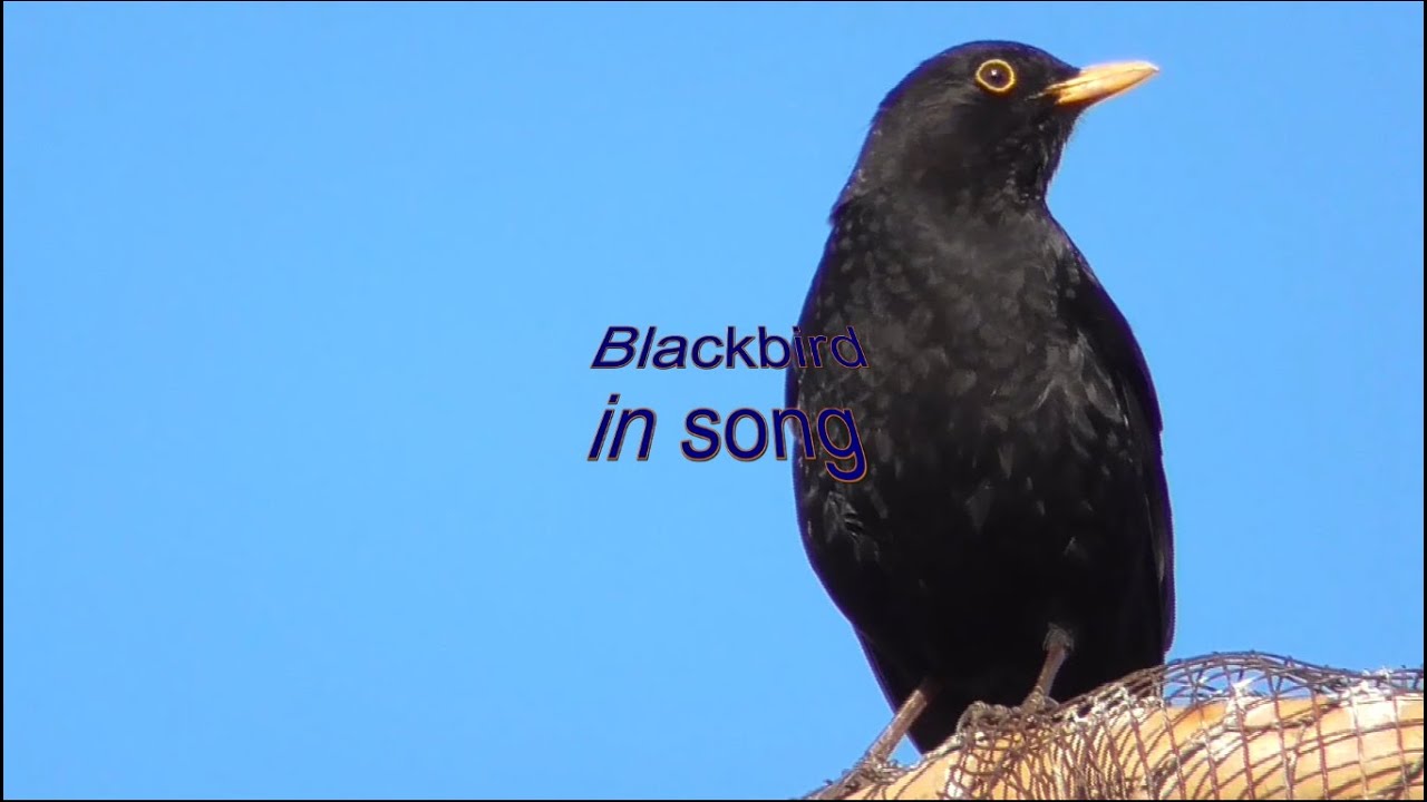 song of the Blackbird - YouTube
