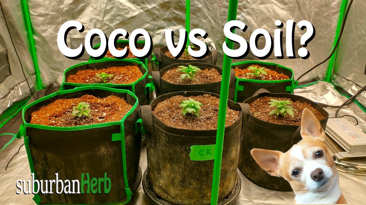 Coco vs Soil, which is better? Multi-plant grow under the Viparspectra ...