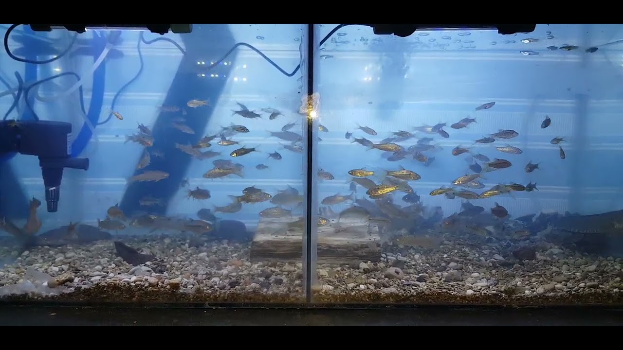 Akuarium besar penuh dengan ikan wader - YouTube