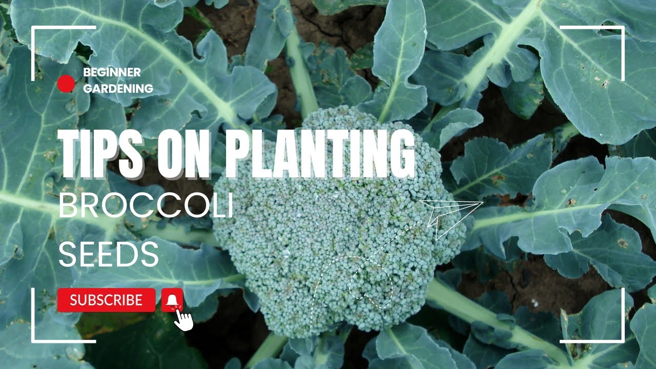 Beginner Gardener's Guide: Broccoli Seed Planting Tips And More! - YouTube