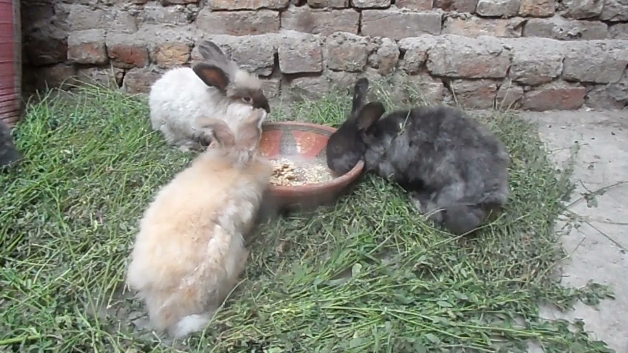 Very beautiful angora lion head rabbit - YouTube