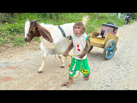 Unbelievable😂 Cutis & Goat secretly take all things in house to sell