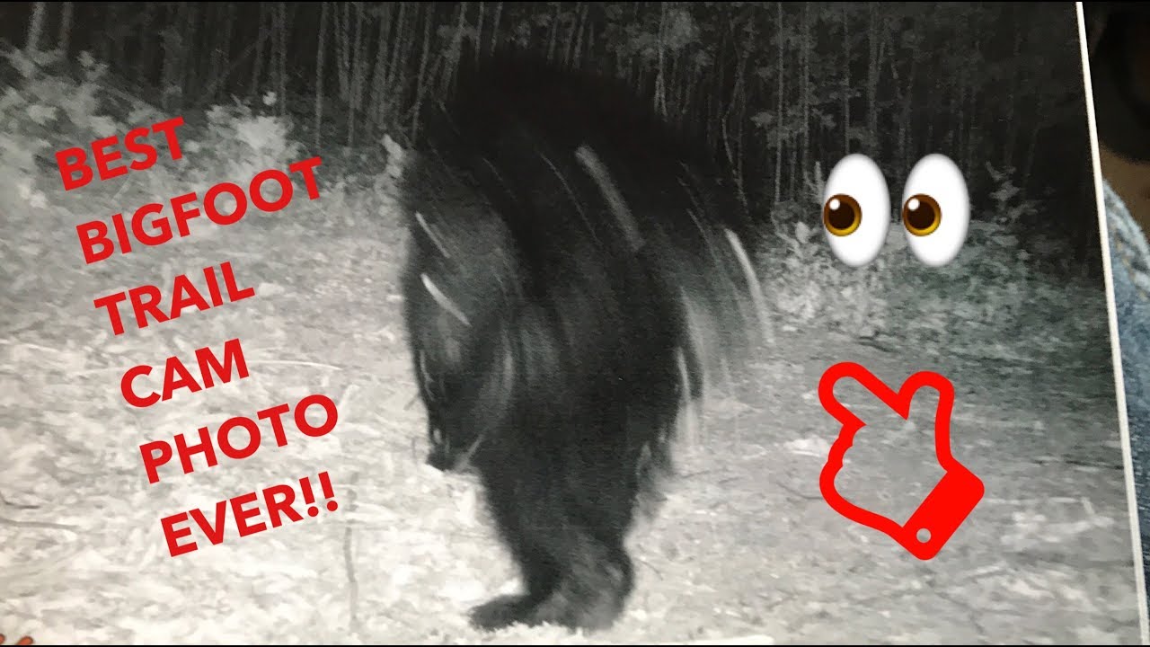 Best Bigfoot Trail Cam Photo Ever! Squatch Watchers - YouTube