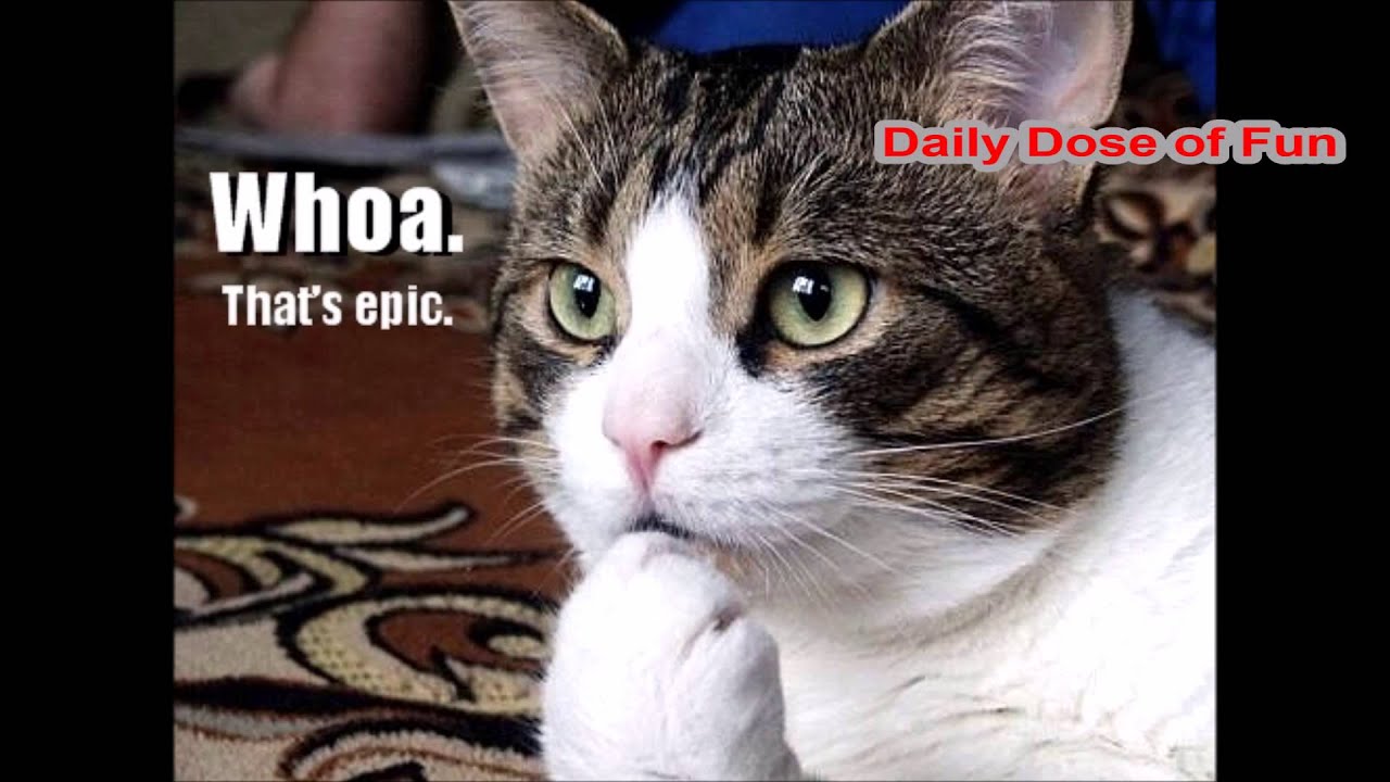 Best 9gag Cat Compilation - DDOF - YouTube