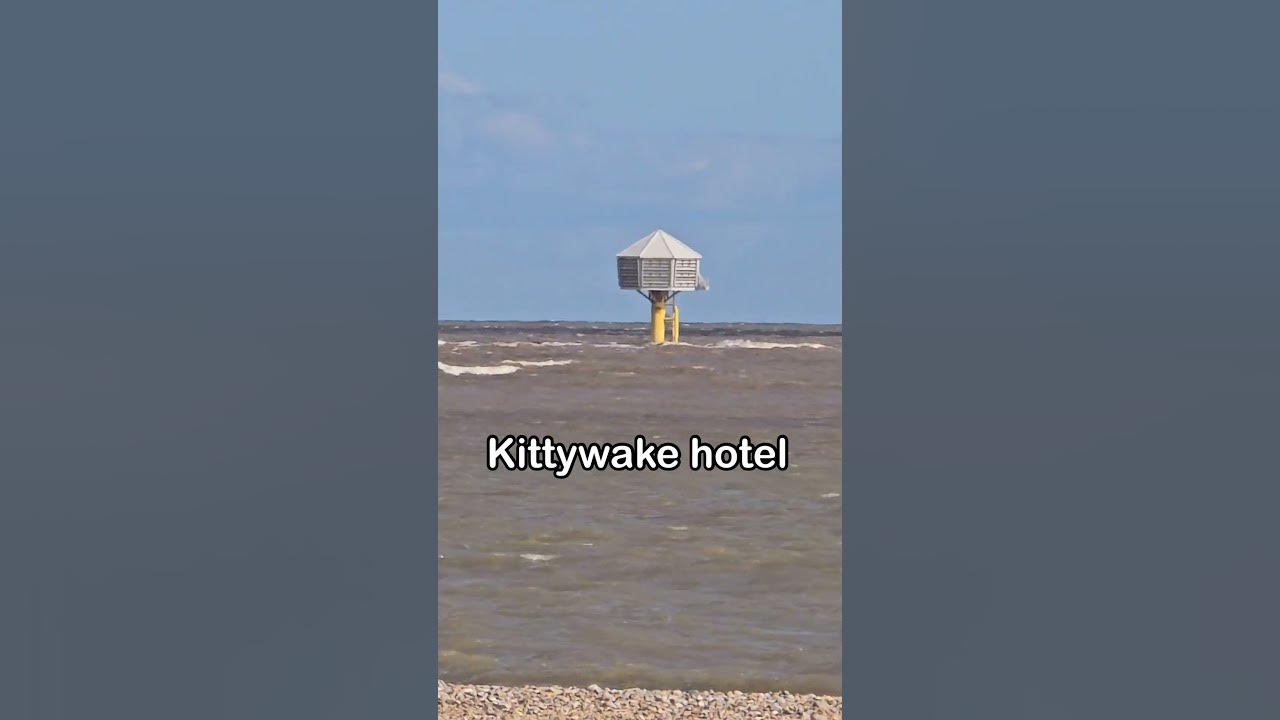 Lowestoft. Nearshore nesting structures for kittiwakes. first-of-its ...