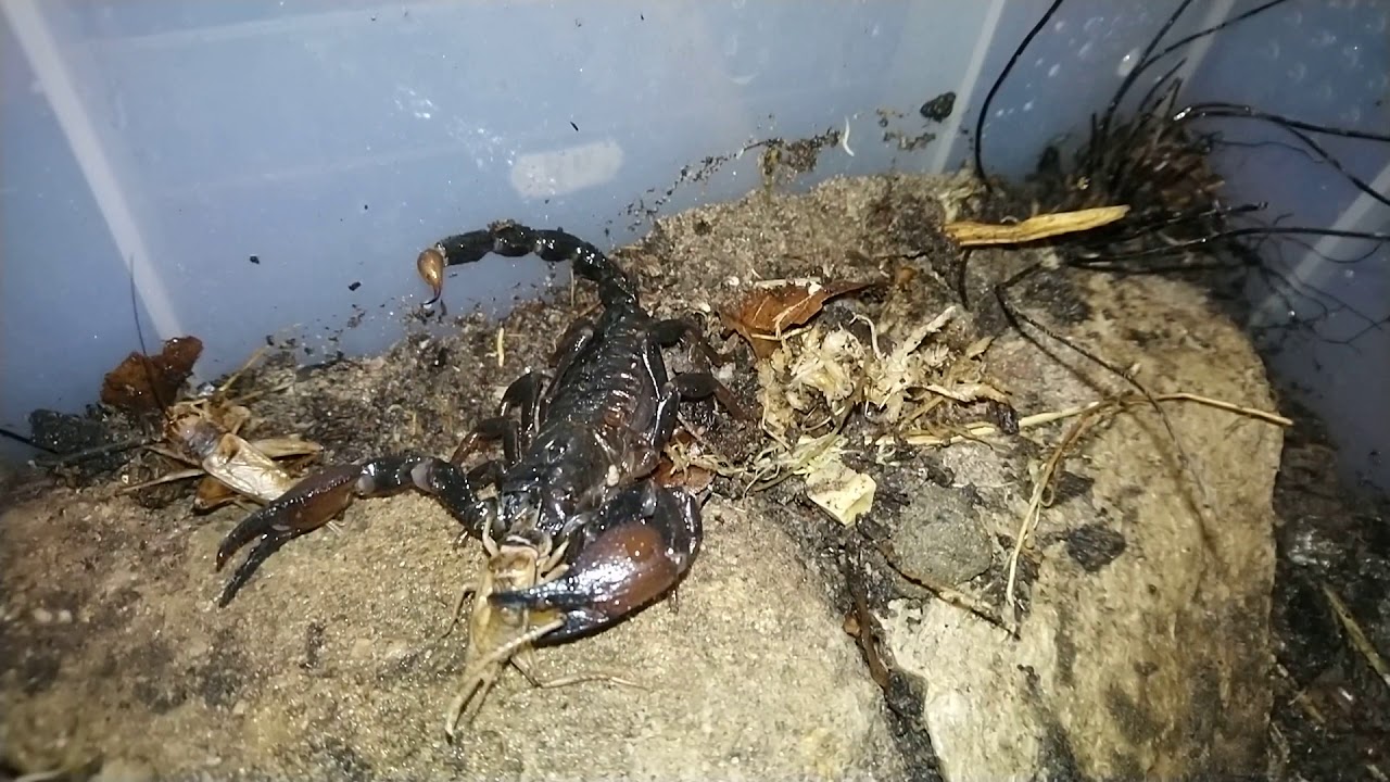 Red clawed scorpion - YouTube
