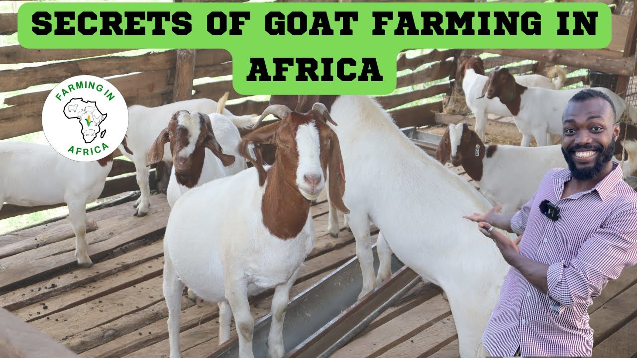 HOW WE ARE DOING GOAT FARMING AT LESS COST AT FARMING IN AFRICA - YouTube