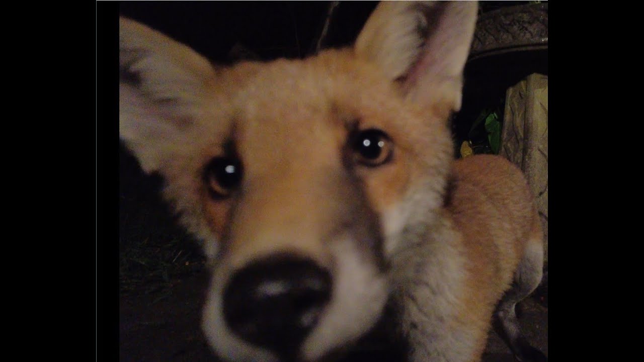 Fox Watching Live - YouTube