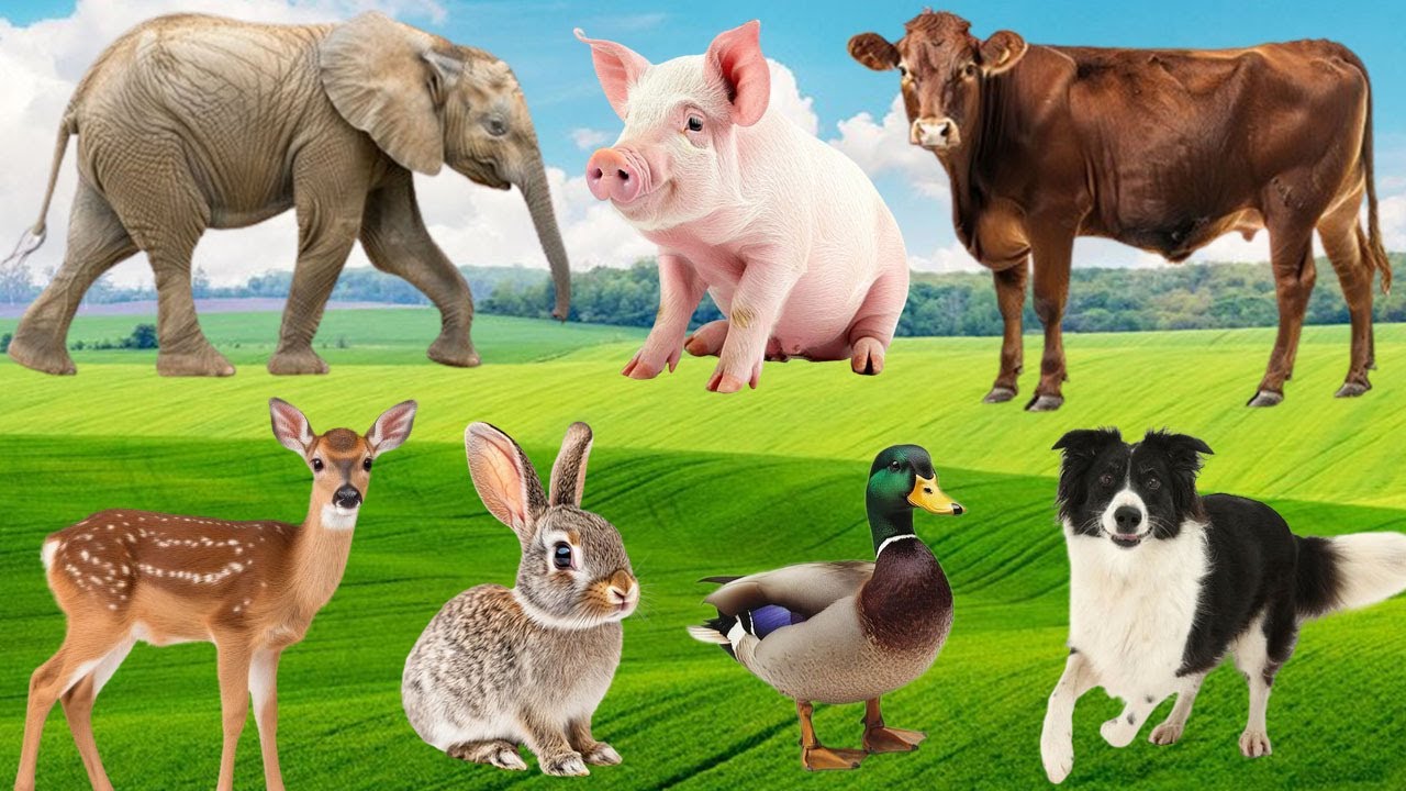 The Special Beauty of Animals - Lion, Swan, Giraffe, Seal, Crow, Otter ...