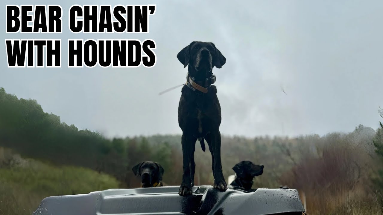 Bear Chasin’ with Hounds: 2nd Hunt of 2024 - YouTube