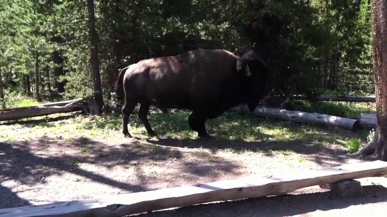 Buffalo takes a pee for camera happy spectators. - YouTube