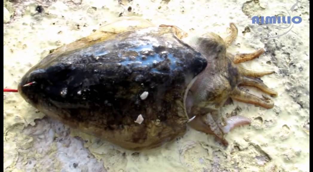ΑΡΜΑΤΩΣΙΑ ΓΙΑ ΖΩΝΤΑΝΗ ΣΟΥΠΙΑ (I baited live cuttlefish) - YouTube