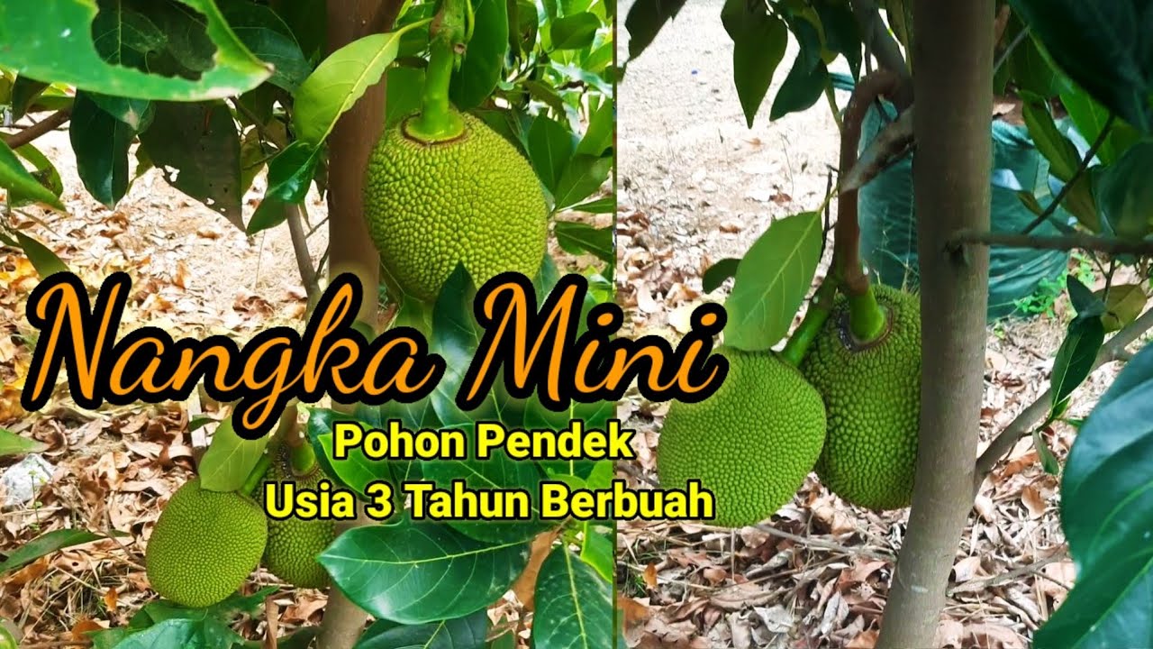 Pohon Nangka Mini