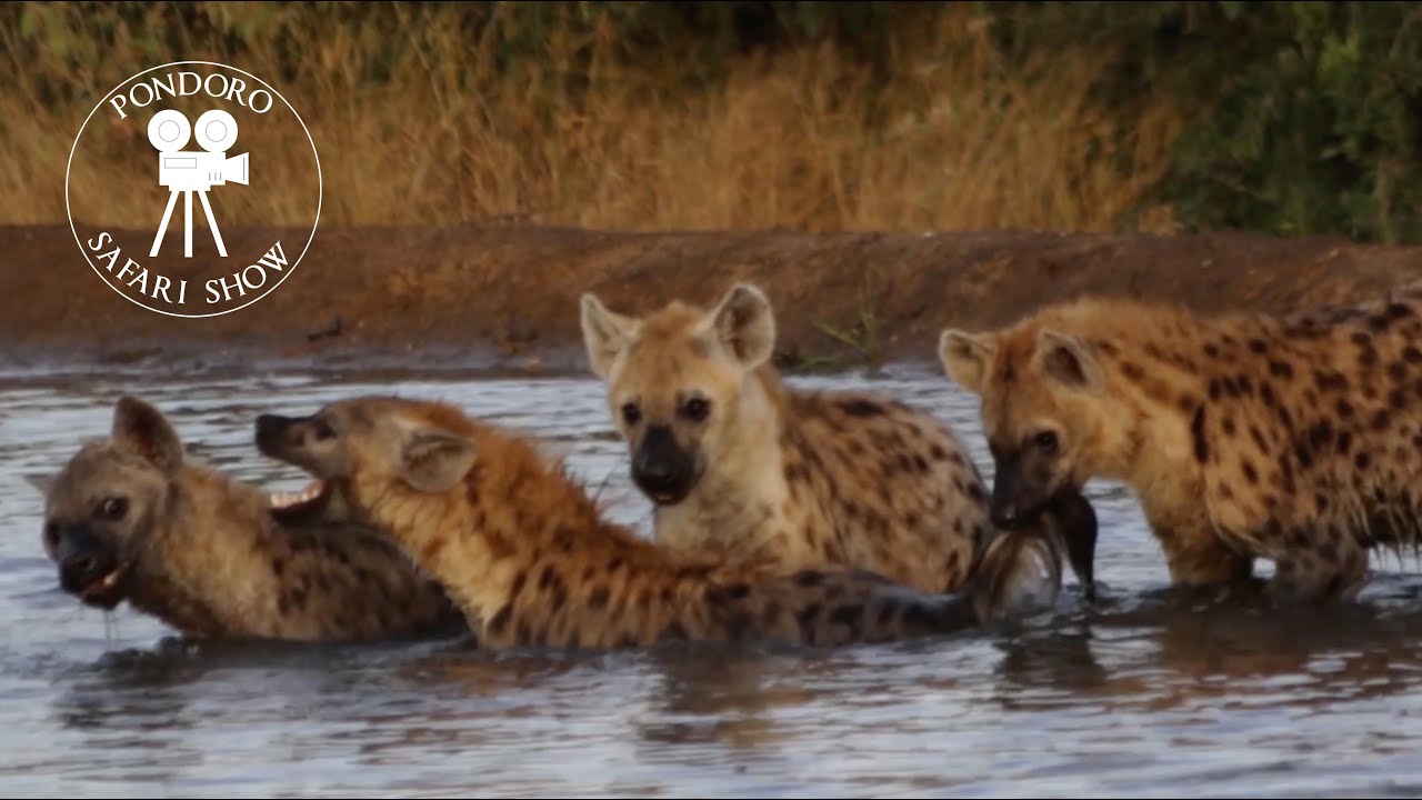 Hyenas playing and swimming - YouTube