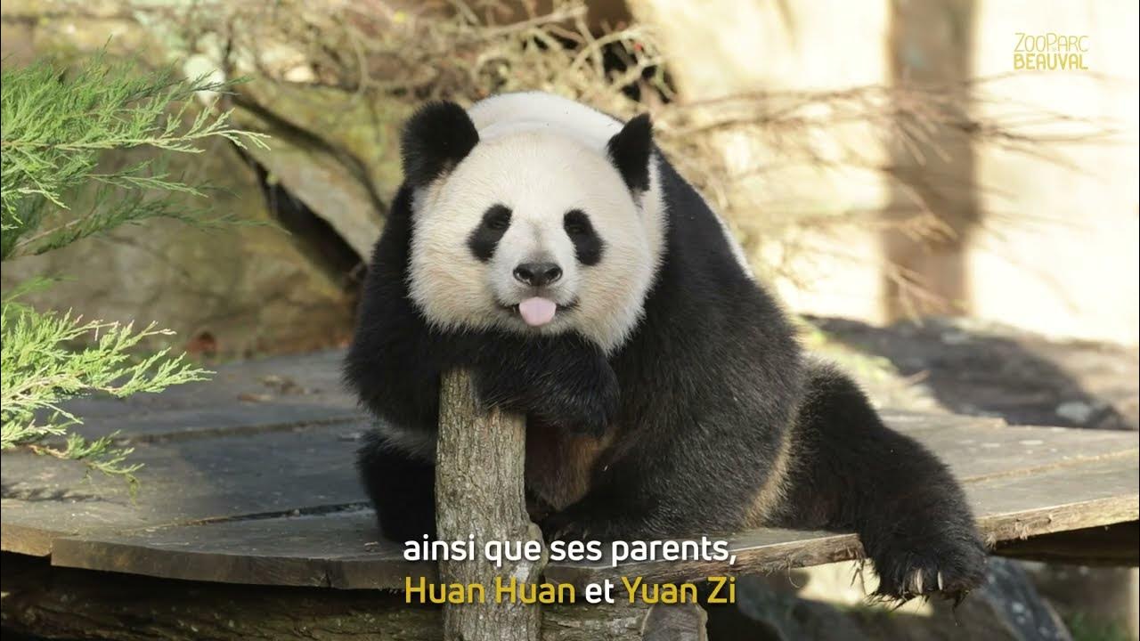 Bye bye petit panda... - YouTube