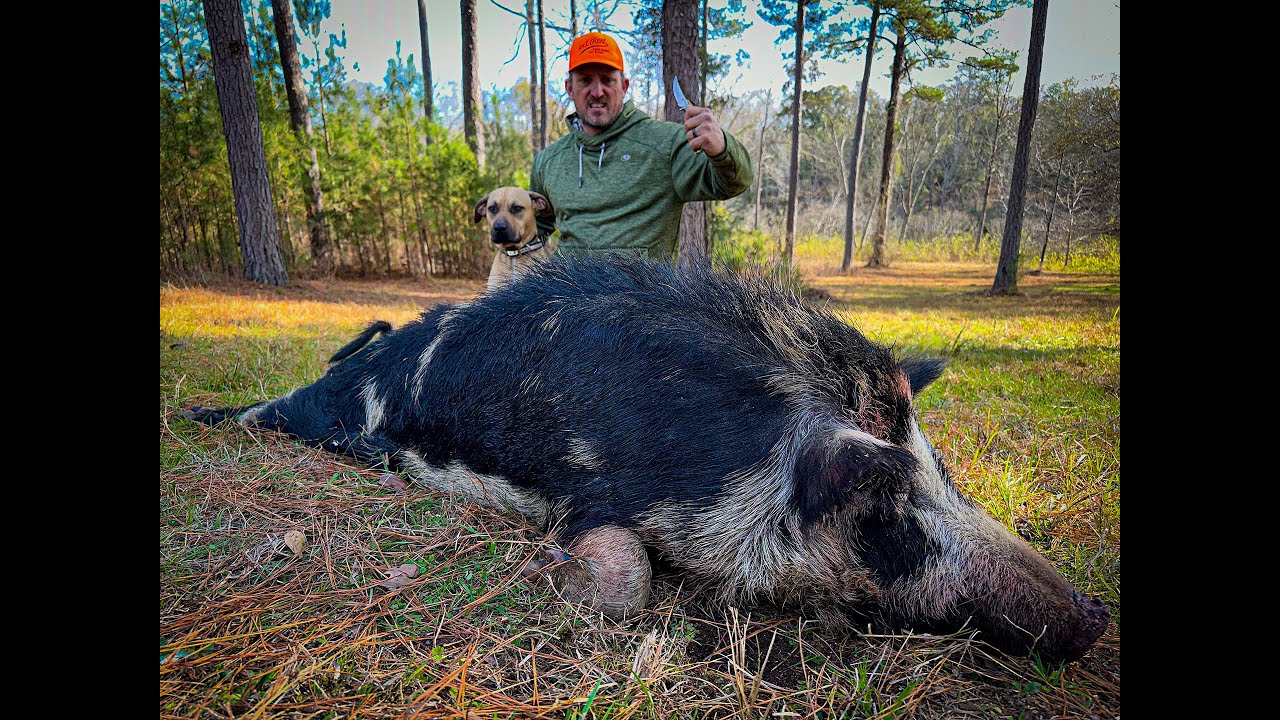 BACON from a Giant Wild RazorBack! {Catch Clean Cook} This Hog was ...
