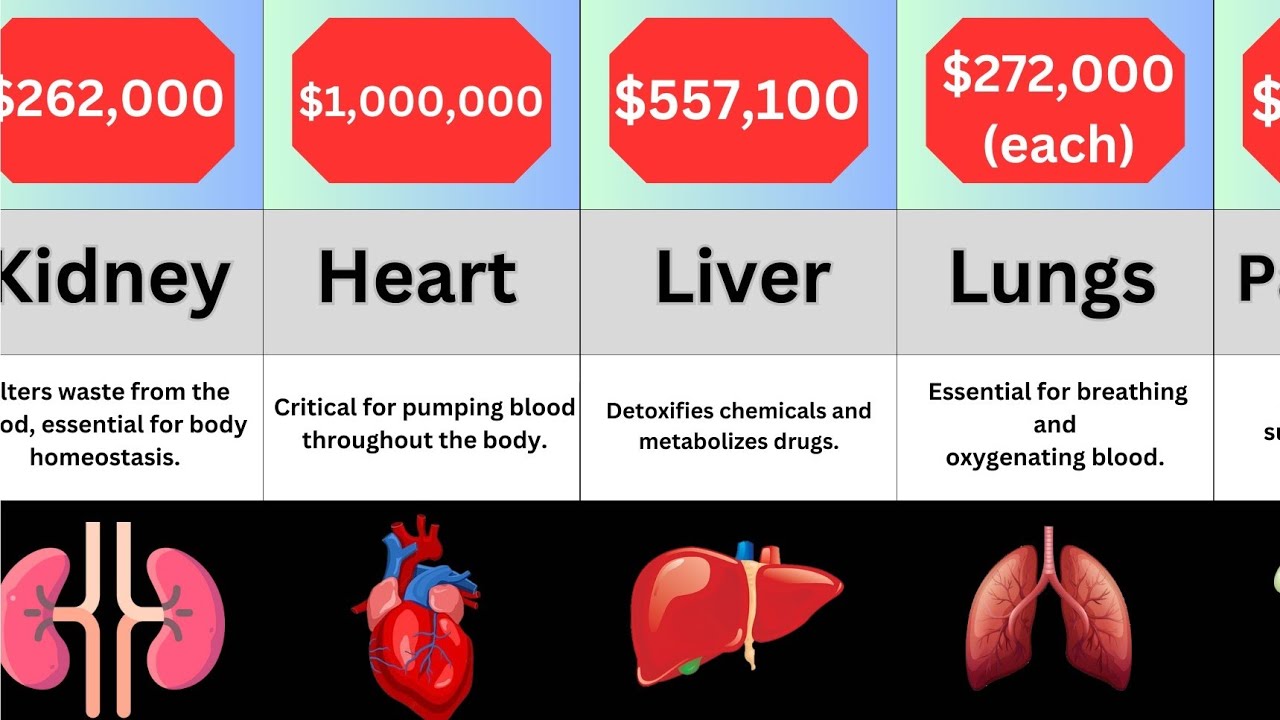 Price of Human Body Parts || How Many Price of Our Human Body Parts ...