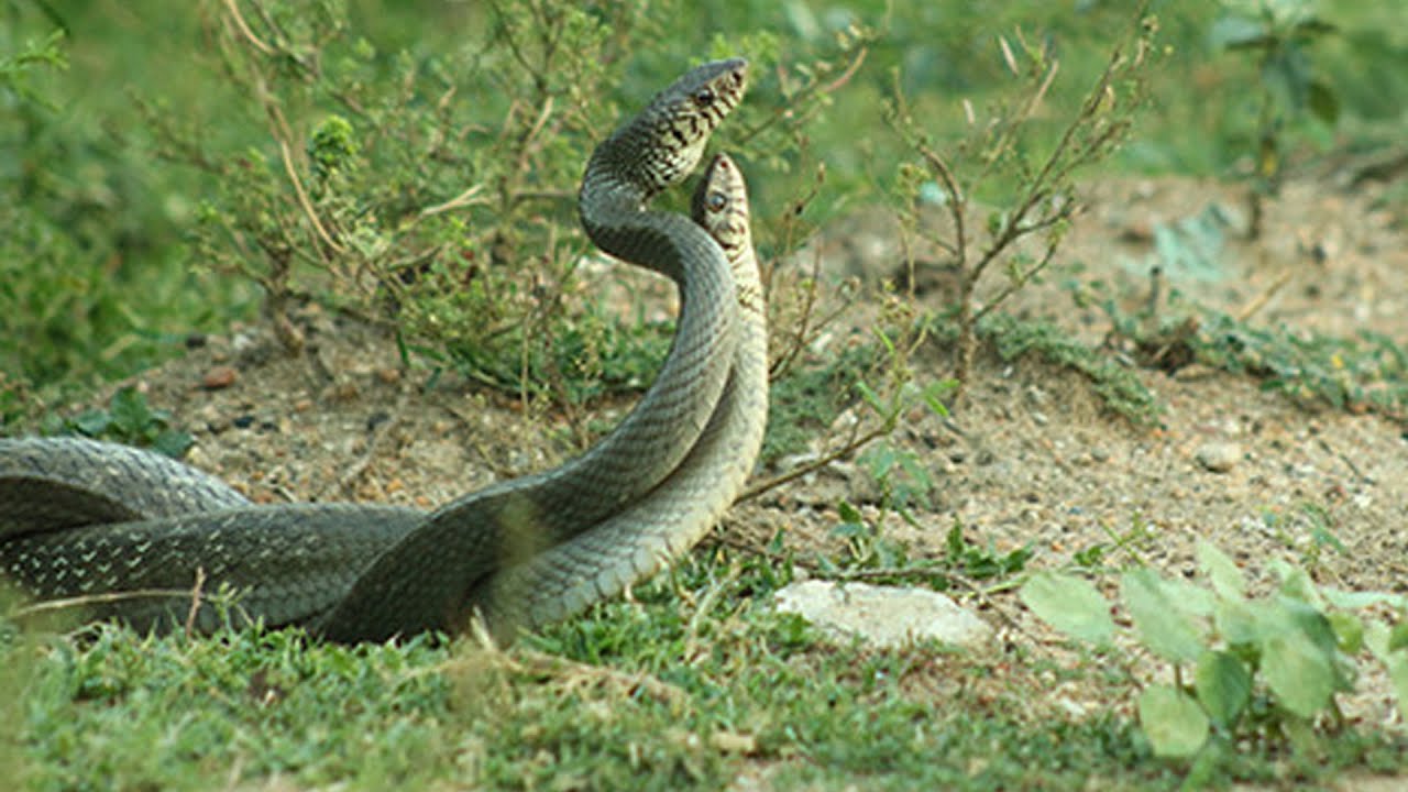 Romeo & Juliet Dance Show || Two Giant Snakes dancing in Chennai Adyar ...