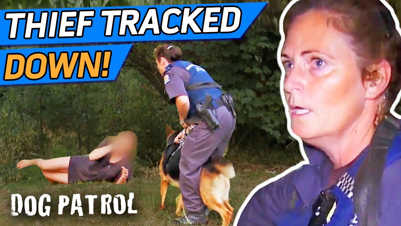 Police Dog Hunts Down Armed Thief - YouTube
