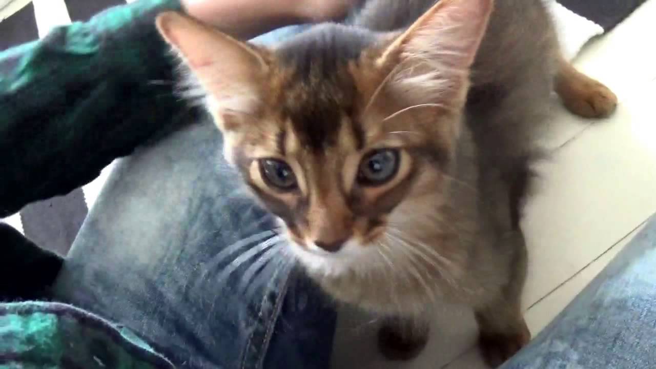 Somali kitten´s first day in his new home - YouTube