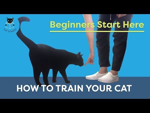 Why Should You Train Your Cat and How to Do It? Basic Cat Training Tips. #cats #catlover #pets ...